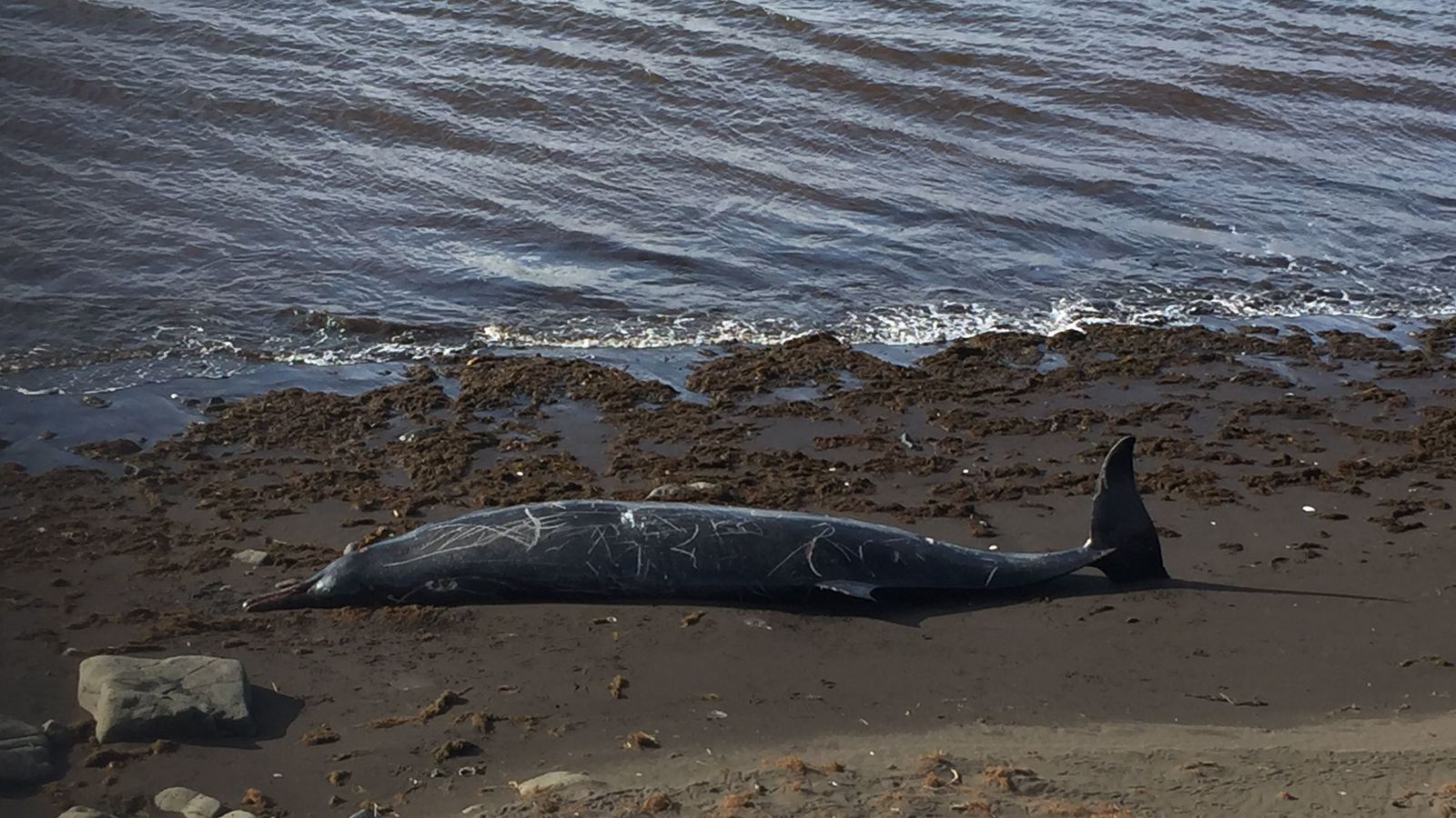Sjald­gæfur hval­reki í Eyja­firði vakti at­hygli - Vísir
