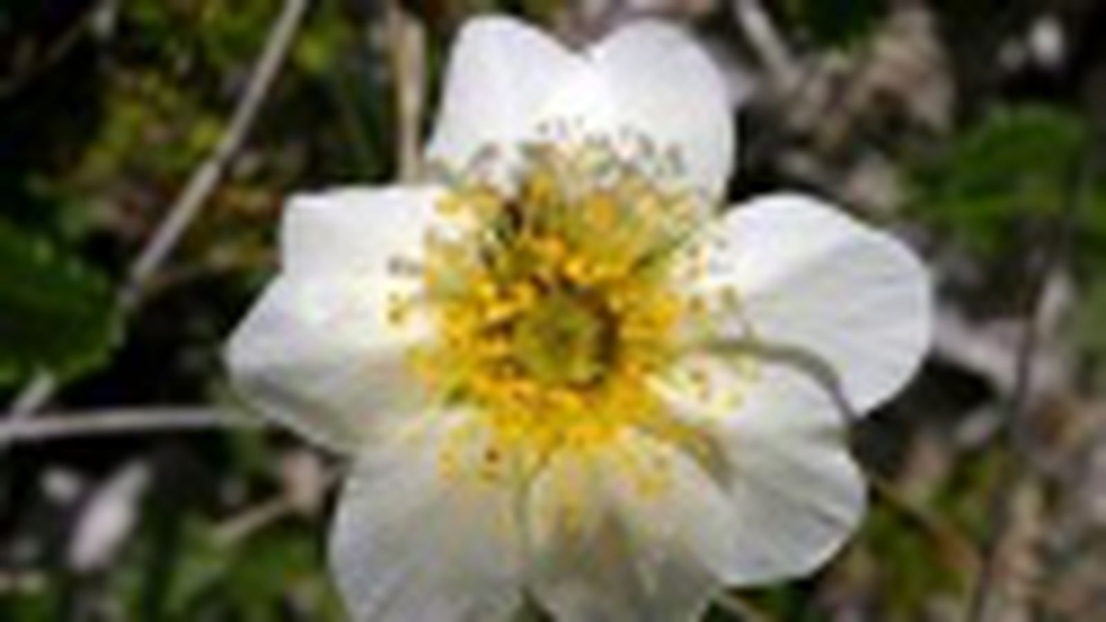 Holtasóley verður þjóðarblóm - Vísir