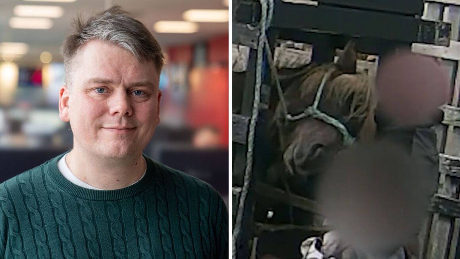 Hryssurnar lamdar, ýtt í þær með prikum og þær beittar afli - Vísir