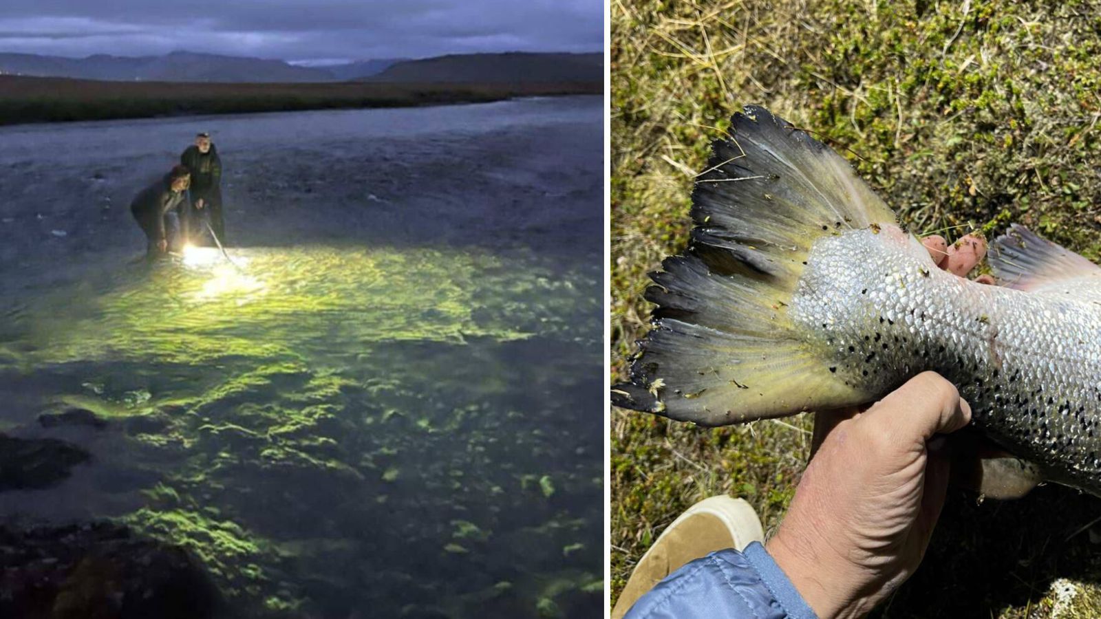 Segir eldislaxinn sannar­lega eldislax: „Það eru þeirra mis­tök“ - Vísir