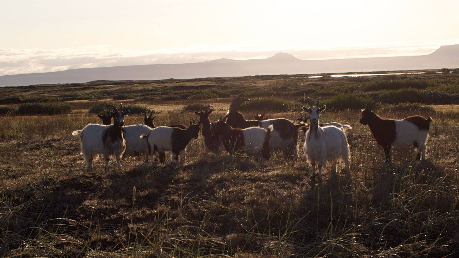 Veðurstofan og pollrólegar geitur bjóða góða nótt - Vísir