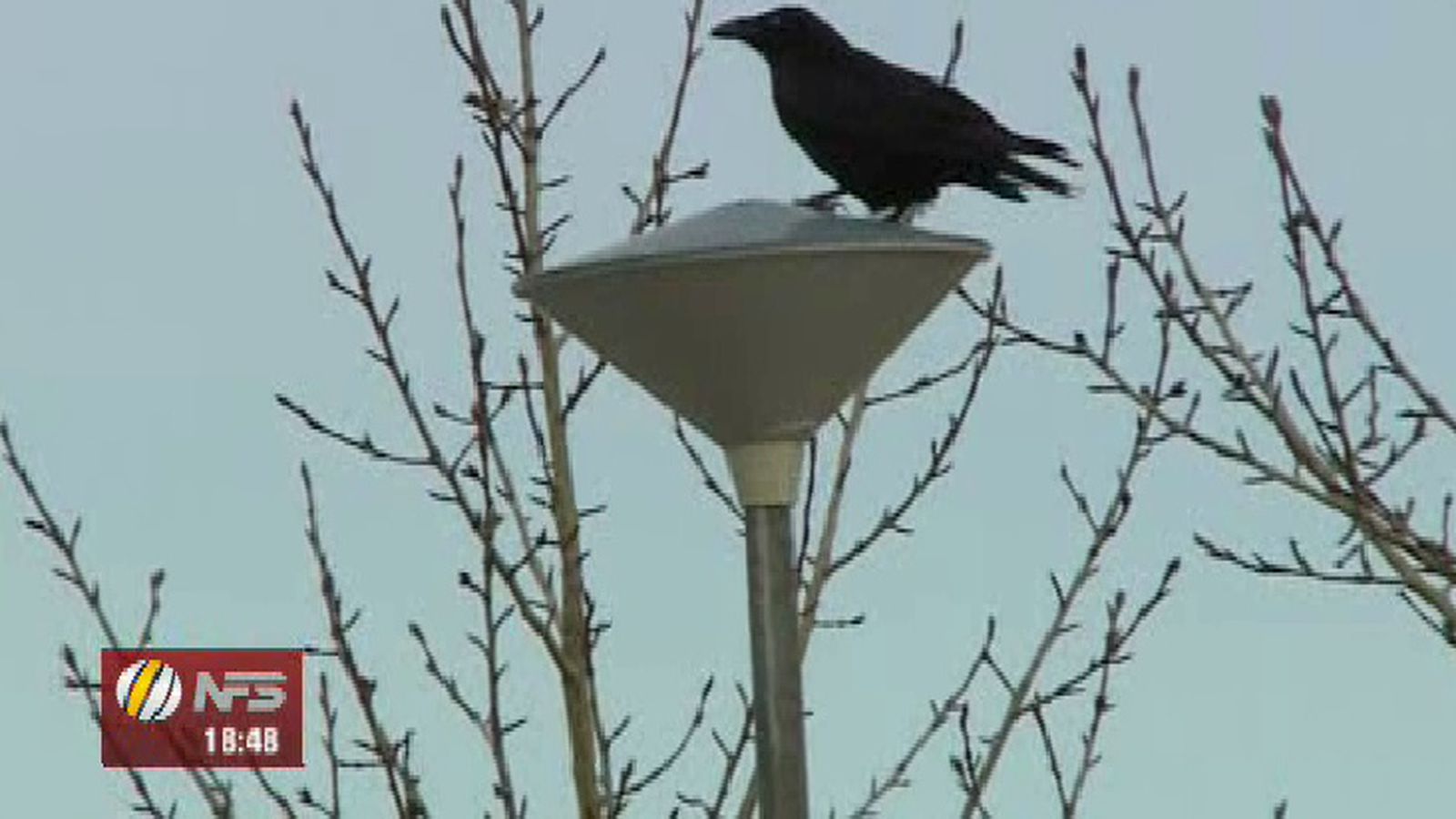 Krummar krunka í Reykjavík - Vísir