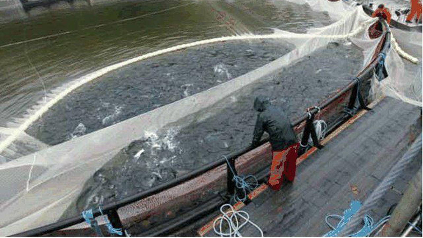 Norskur eldislax ógn við Íslenska laxastofna - Vísir