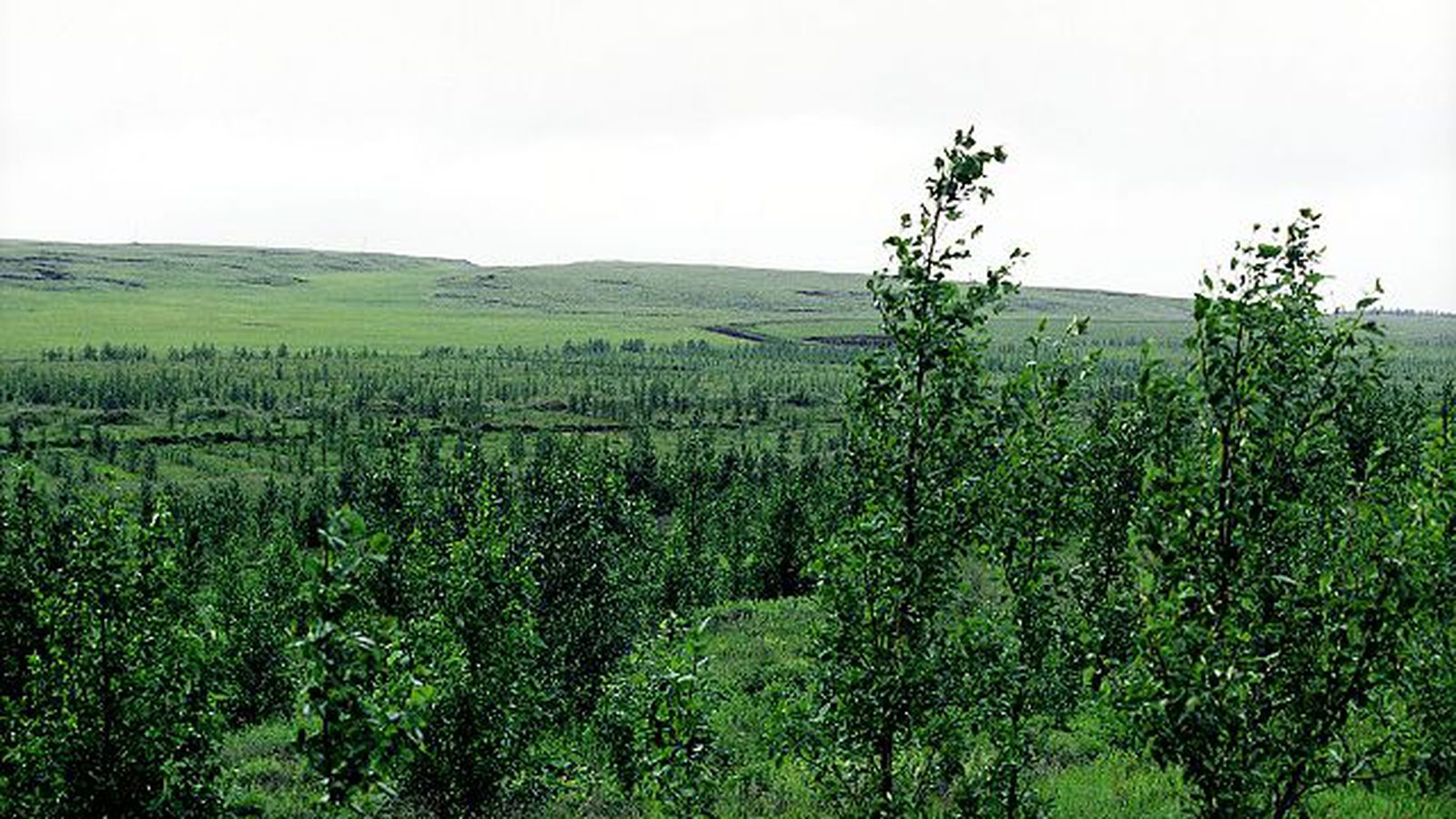 Tré fyrir símaskrá - Vísir