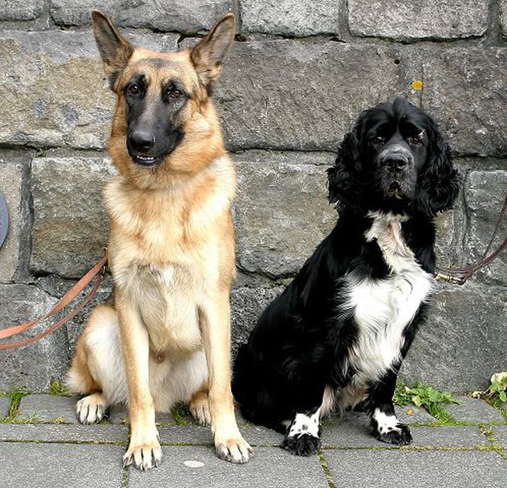 Úðaði á hund sér til varnar - Vísir