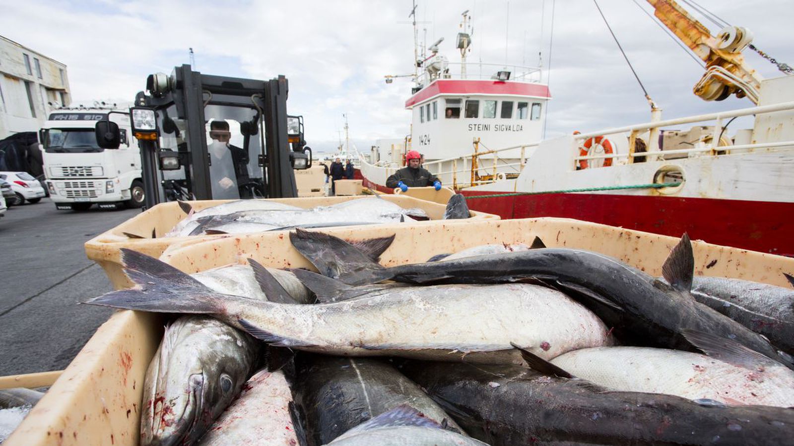 Fiskur frá öðrum heimsálfum undir merki Icelandic Seafood - Vísir
