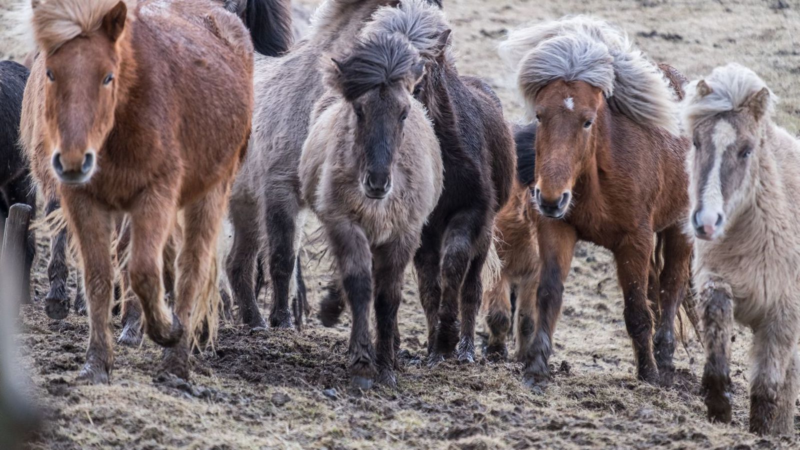 Á sjötta tug horn­firskra hrossa slátrað vegna al­var­legs brots - Vísir