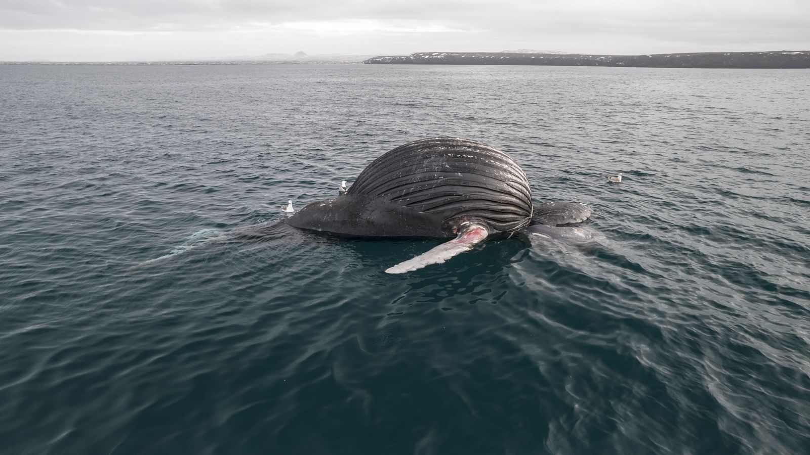 Hvalur flæktist í hengingaról - Vísir