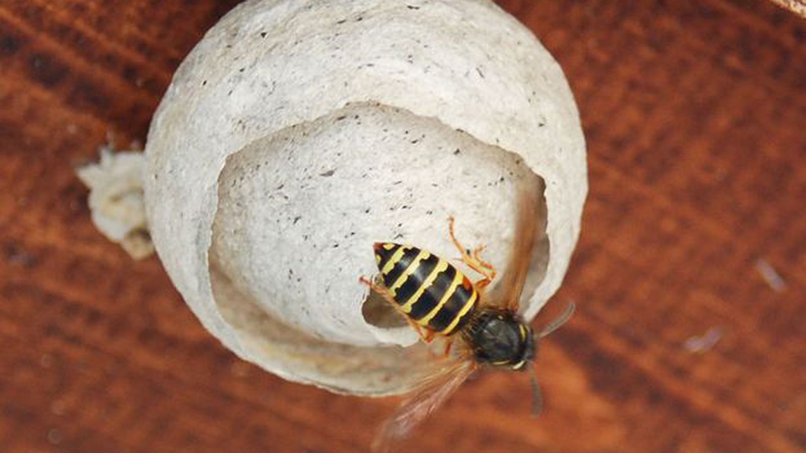 Geitungar fleiri en í fyrrasumar - Vísir