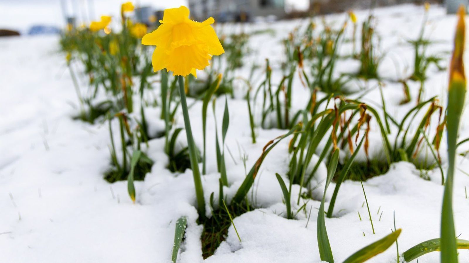 Lægðin á leiðinni austur og gular við­varanir enn í gildi - Vísir