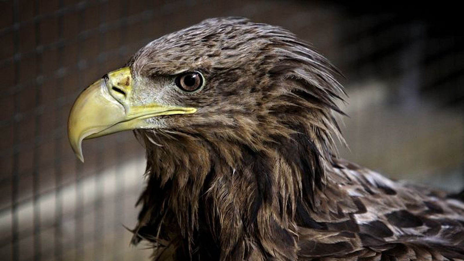 Fuglar um allt land detta dauðir niður - Vísir