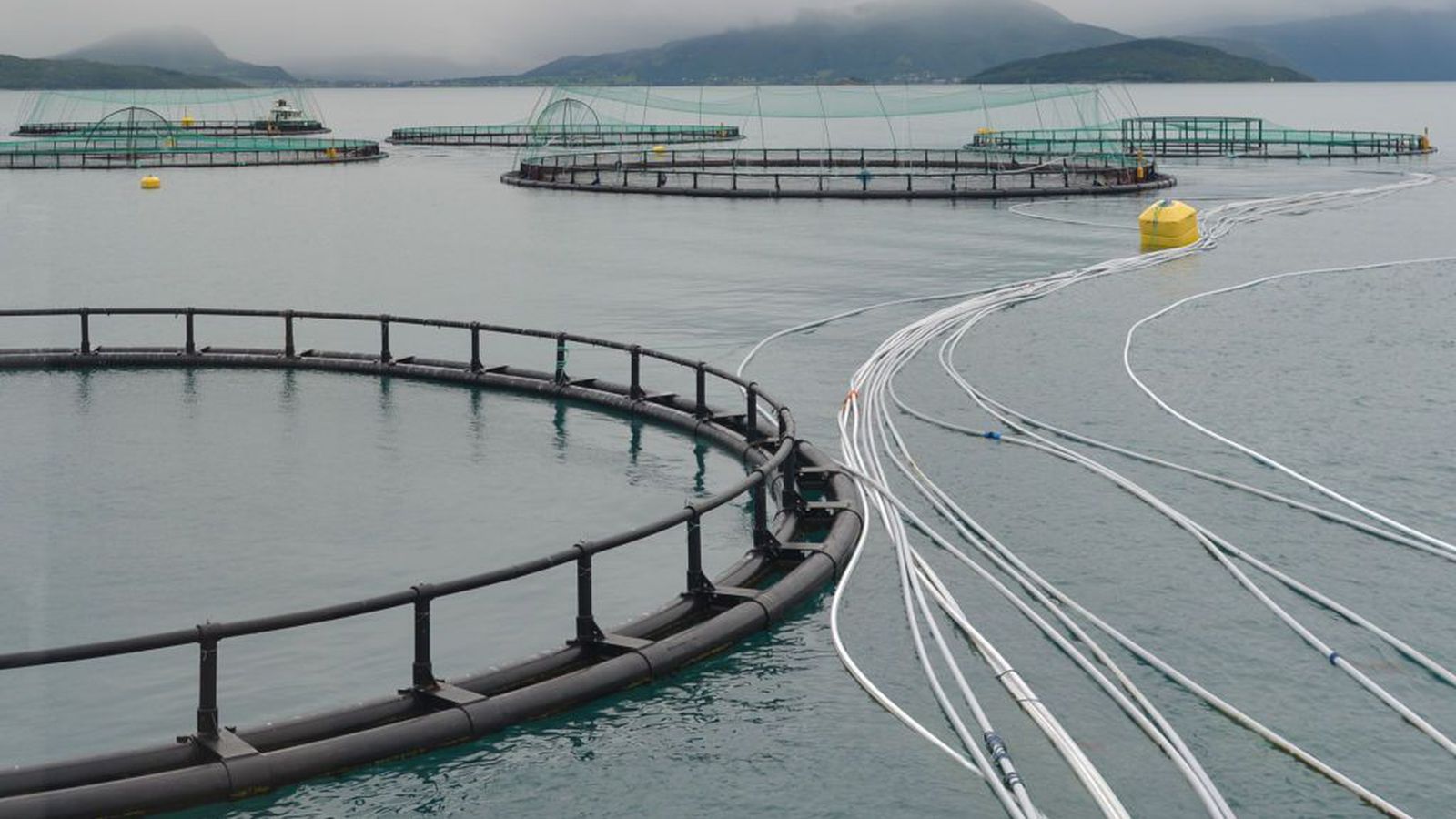 Vilja flytja eldislax á markað með tómum farþegaþotum - Vísir