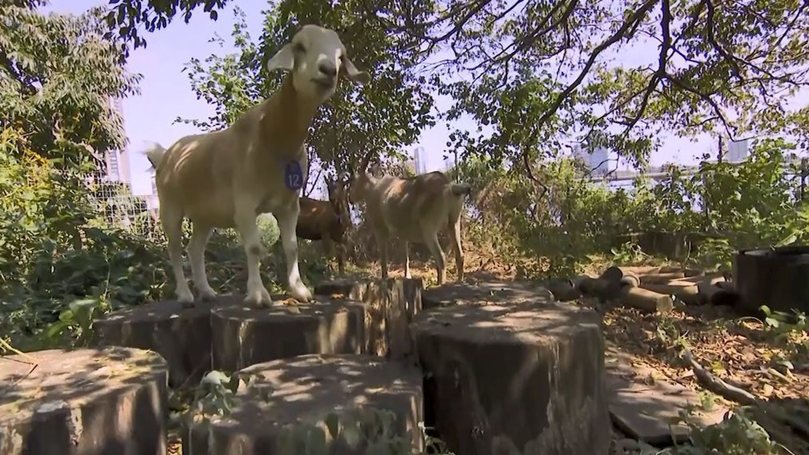 Geitur éta illgresi í New York - Vísir