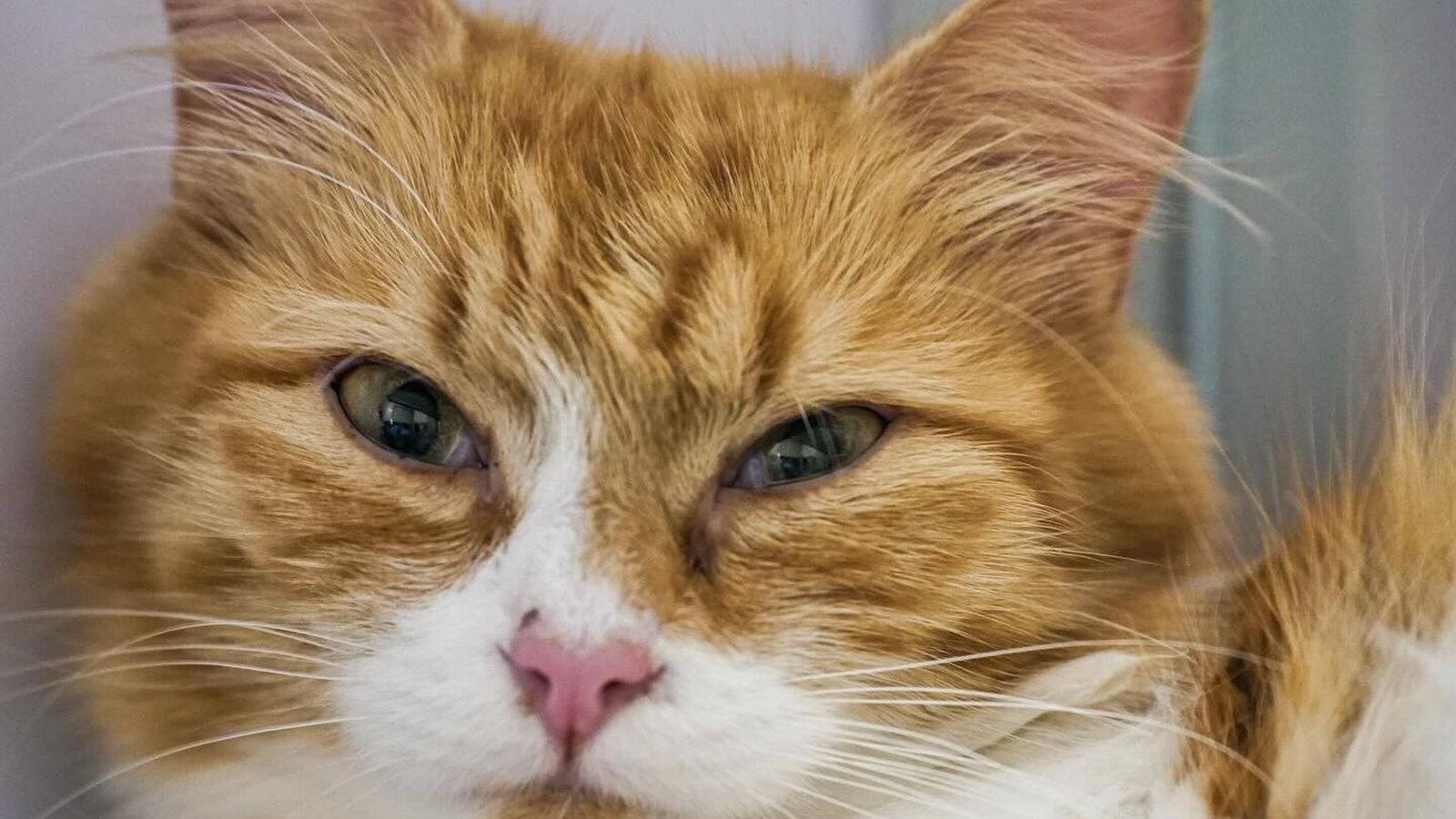 Kattholt yfir­fullt - Vísir