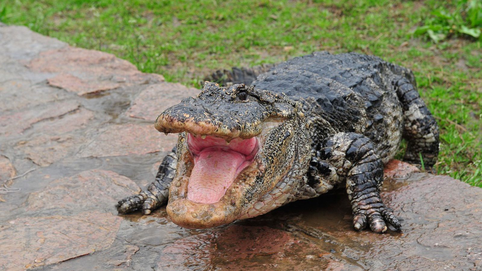 Bitinn af krókódíl eftir að hafa verið manaður til að stinga sér til ...