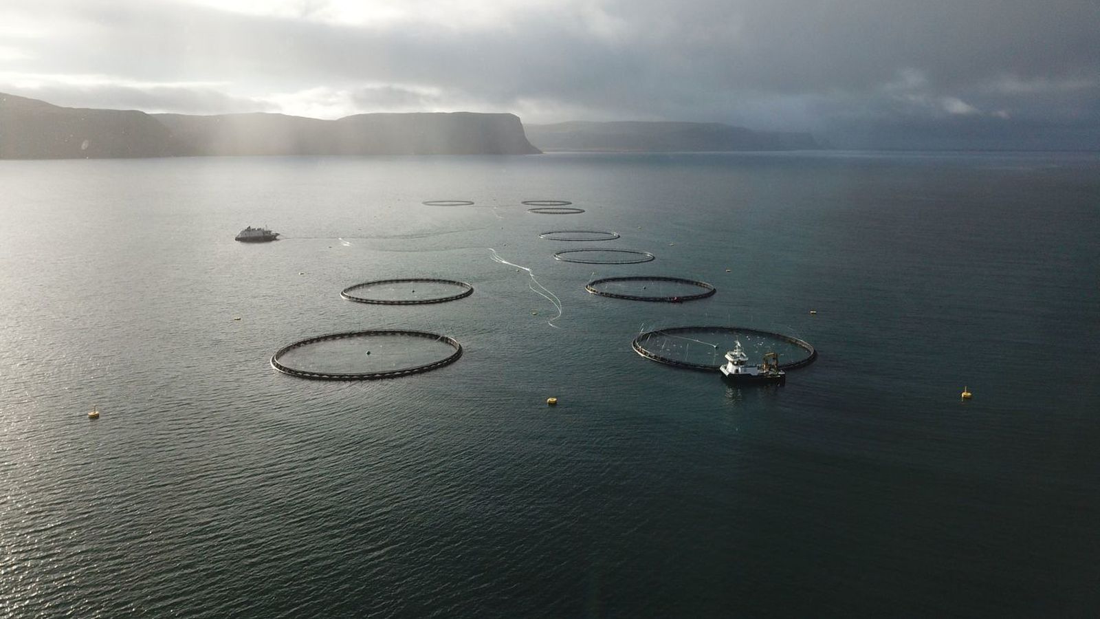 Mat­væla­stofnun stað­festir eldis­lax frá Arctic Sea Farm í fjölda áa ...