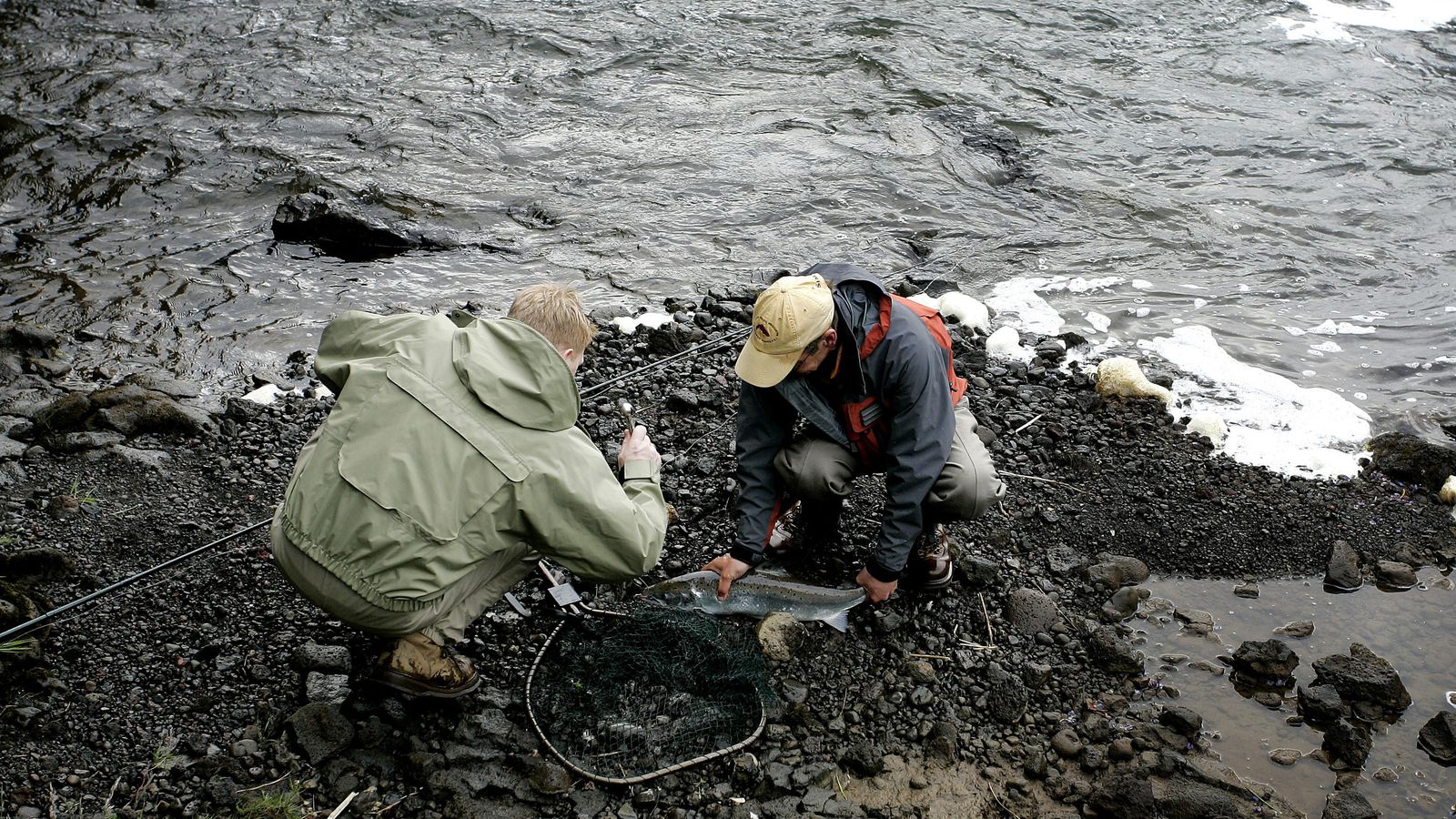 Blendingar villts lax og eldislax í Elliðaánum - Vísir