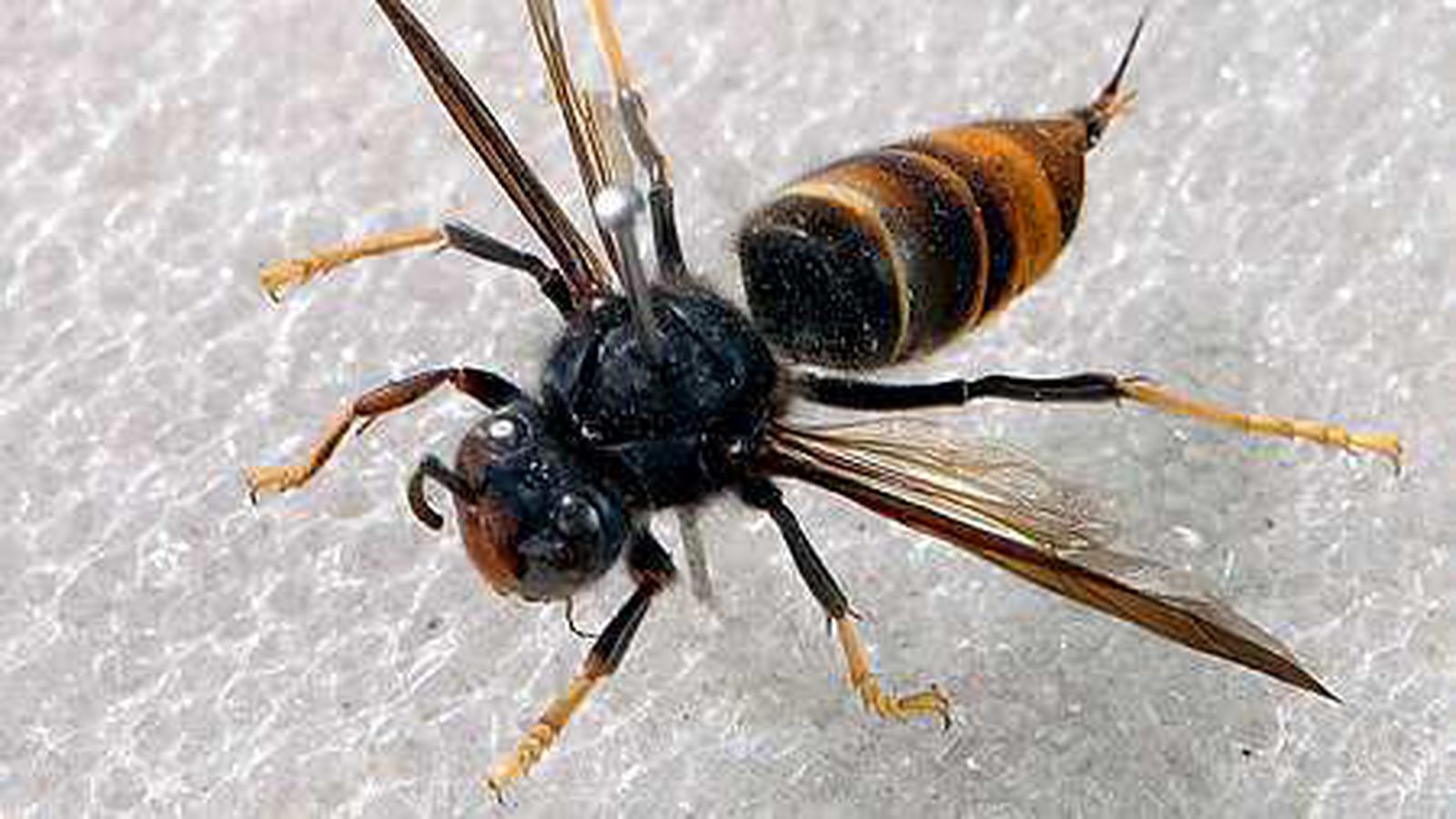 Geitungar í Kópavogi boða vorið - Vísir