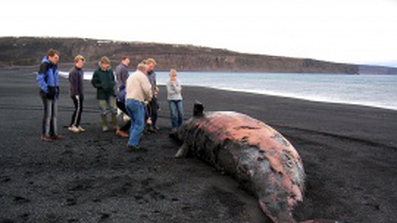Hvalur á land í Kelduhverfi - Vísir