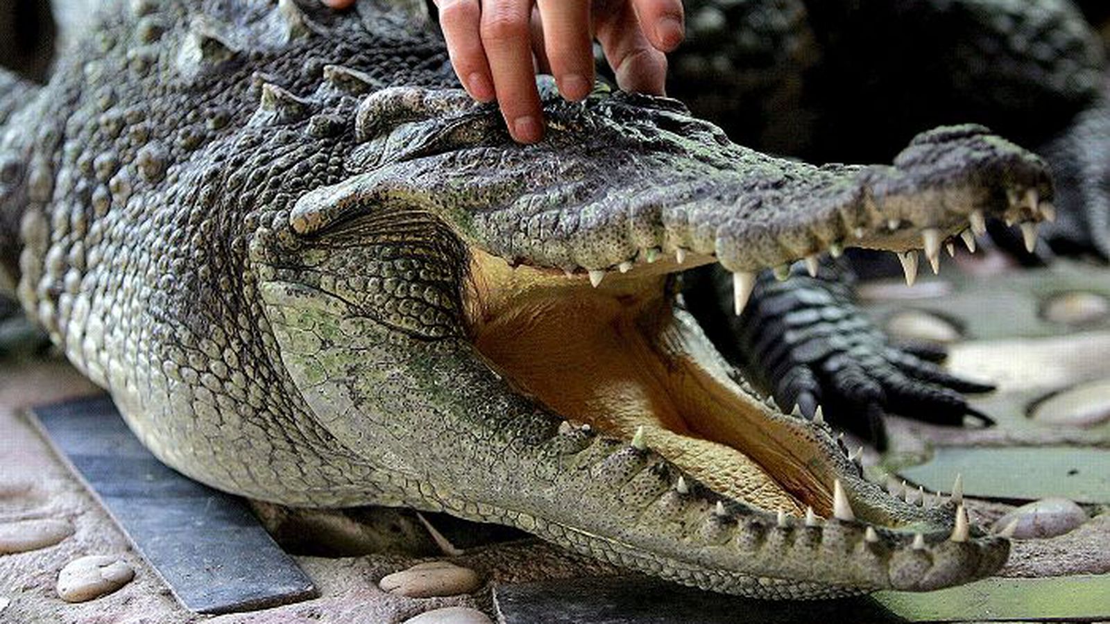 Krókódíl lógað eftir árás á bíl - Vísir