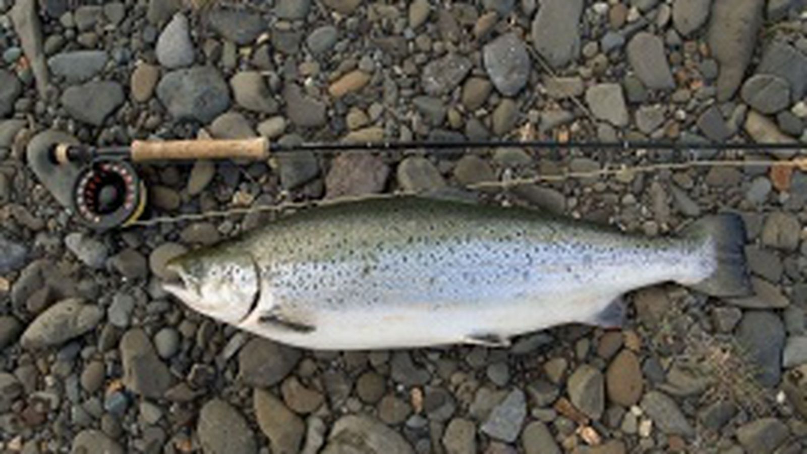 Lax úr Breiðdalsá talinn eldislax - Vísir