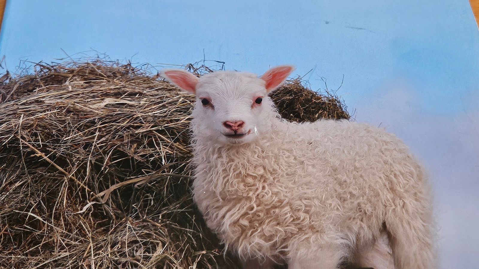 Steindi, Elliði og Bárður eru í Hrútaskránni - Vísir