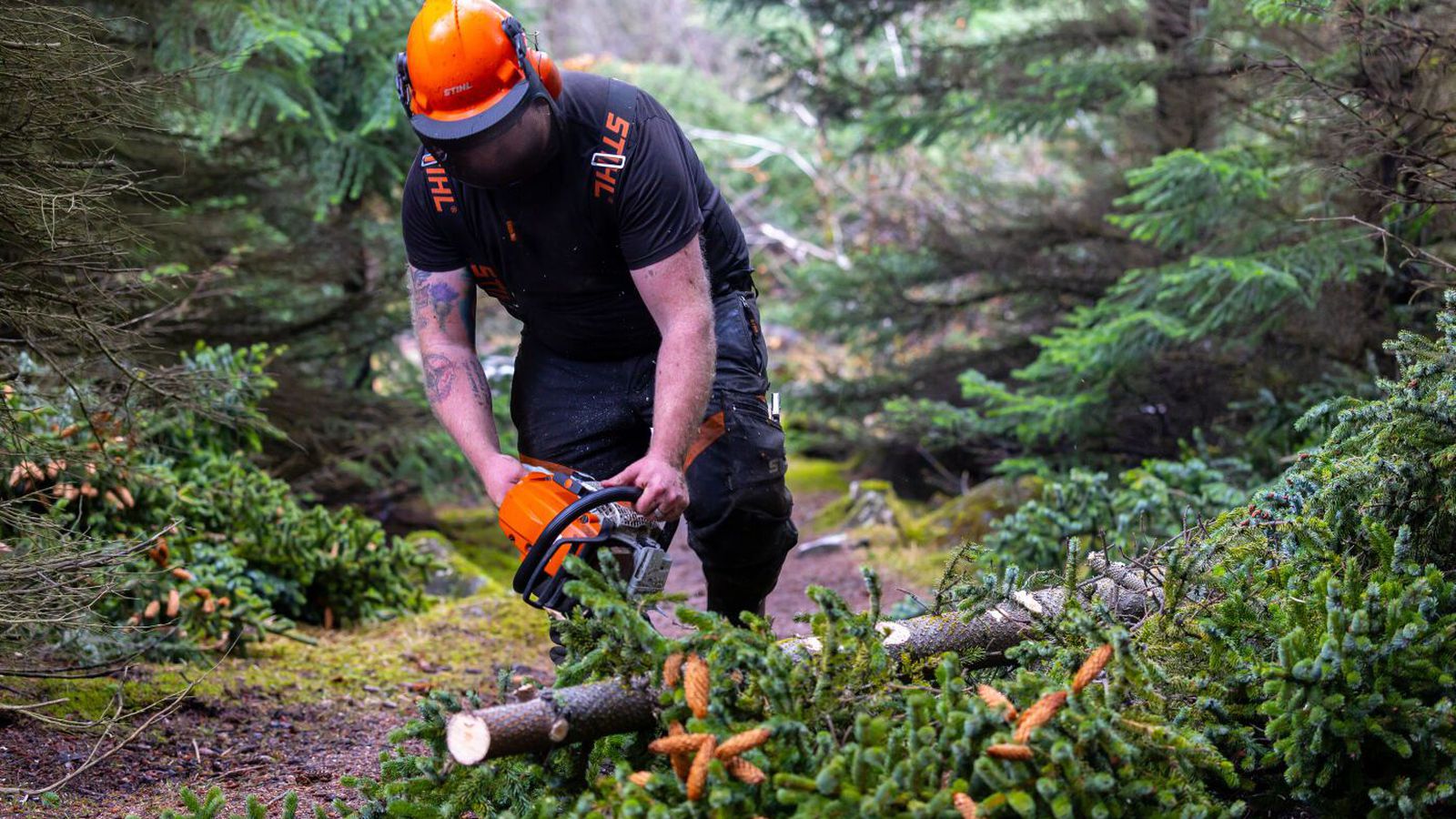 Sam­þykkt að fella 700 til 900 tré í næsta á­fanga - Vísir