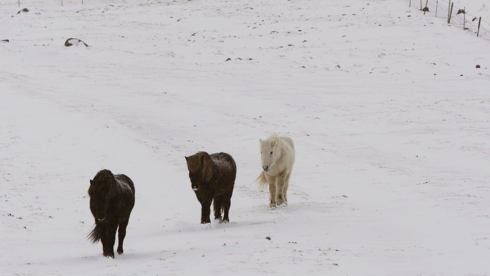 Slátrun hrossa hefur hrunið á hálfu ári - Vísir