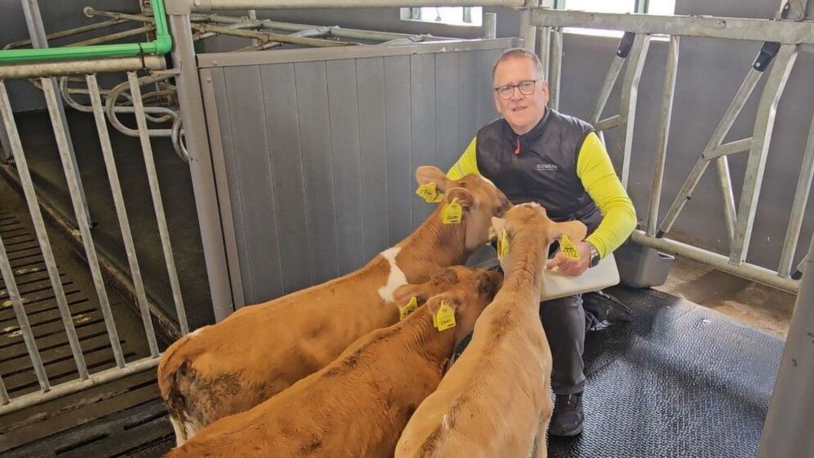 Kýrin Mugga bar þremur myndar­legum kvígum - Vísir