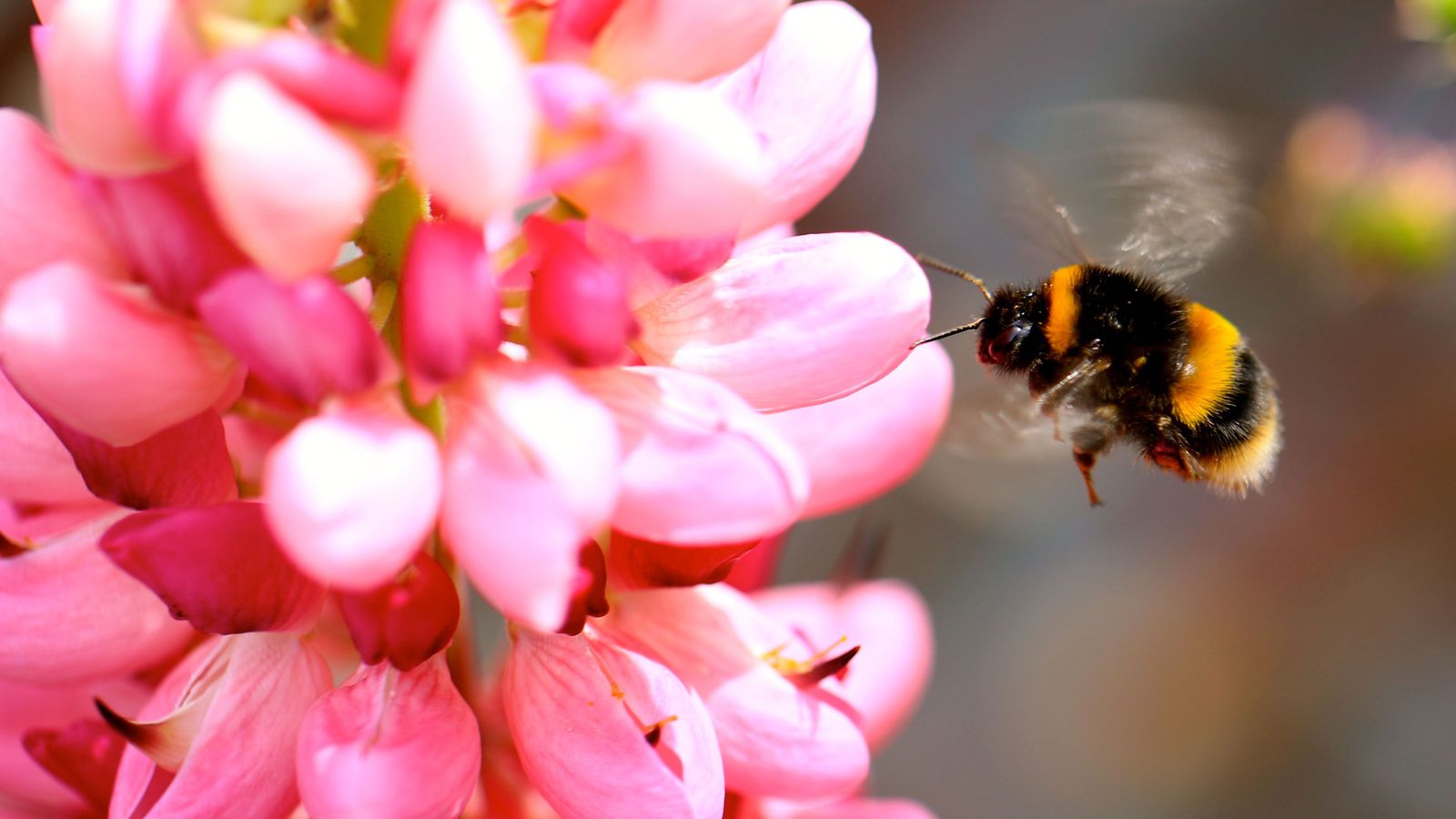 Hunangs­flugum fækkar mikið vegna lofts­lags­breytinga - Vísir
