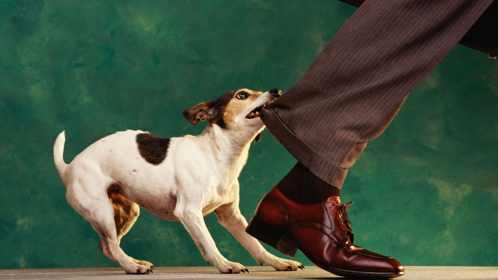 Fær taugaveiklaðan hund endur­greiddan - Vísir