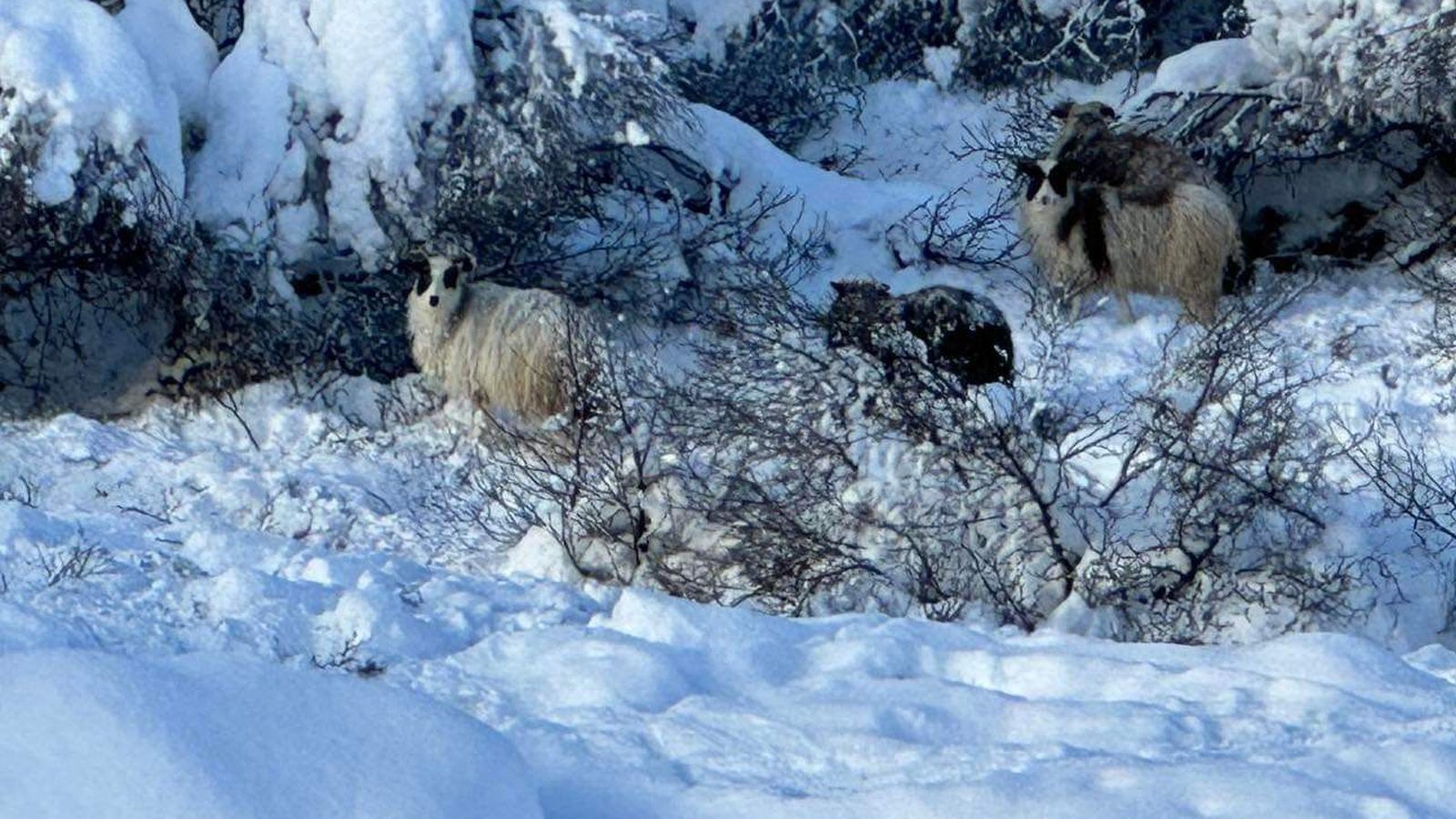 Huga að útigangskindum í Borgar­firði - ein vafin í gadda­vír - Vísir