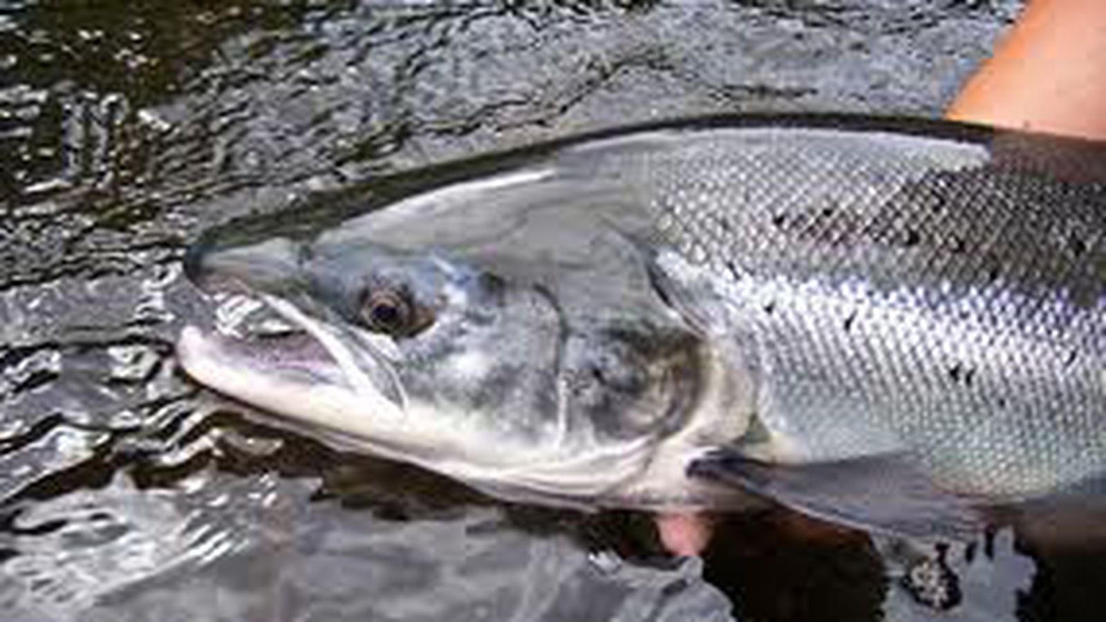 Lagt til að alfriða stórlax í veiðiánum sumarið 2011 - Vísir