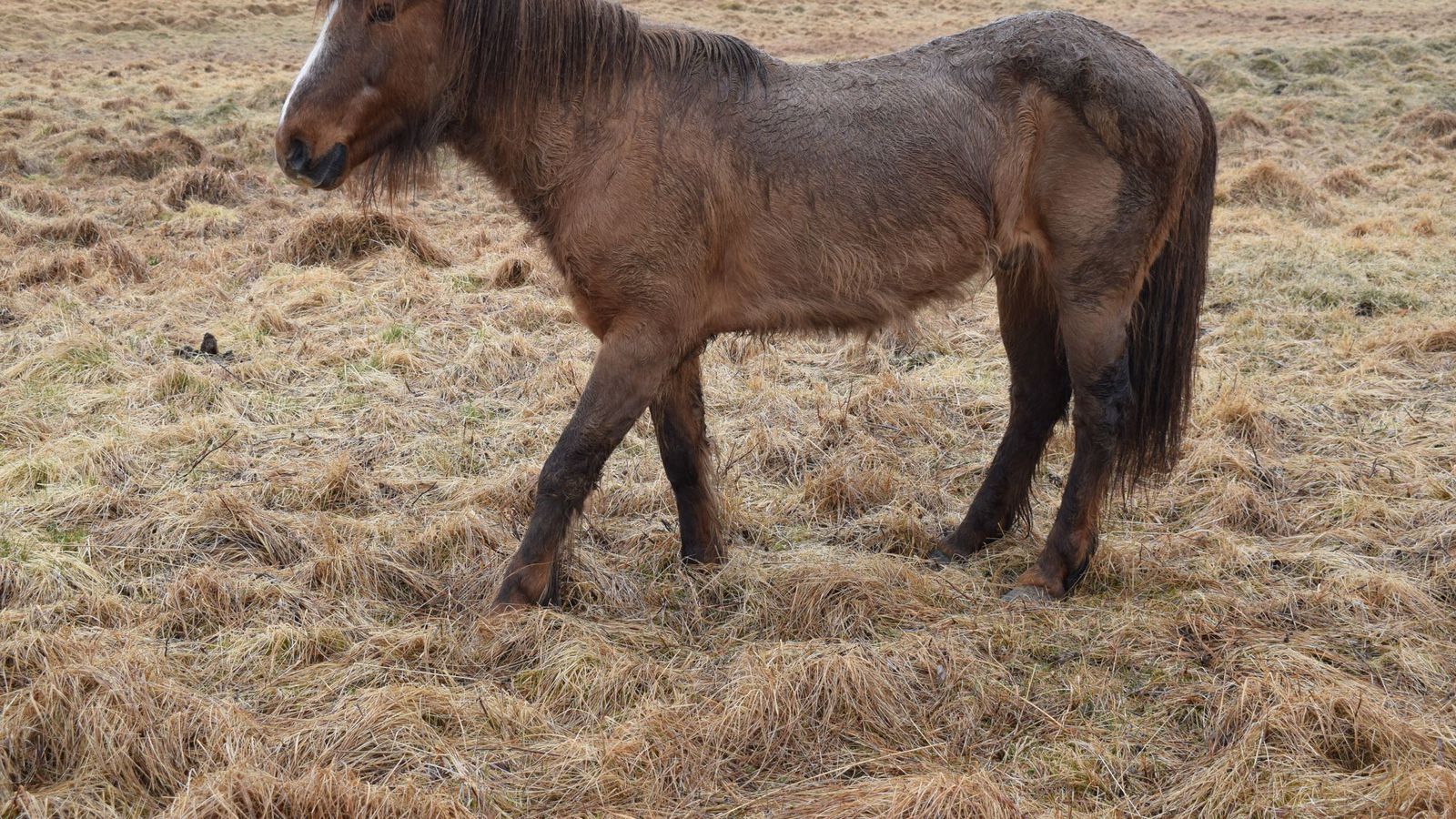 Orð­laus yfir svörum vegna að­búnaðar hrossa á Vest­fjörðum - Vísir