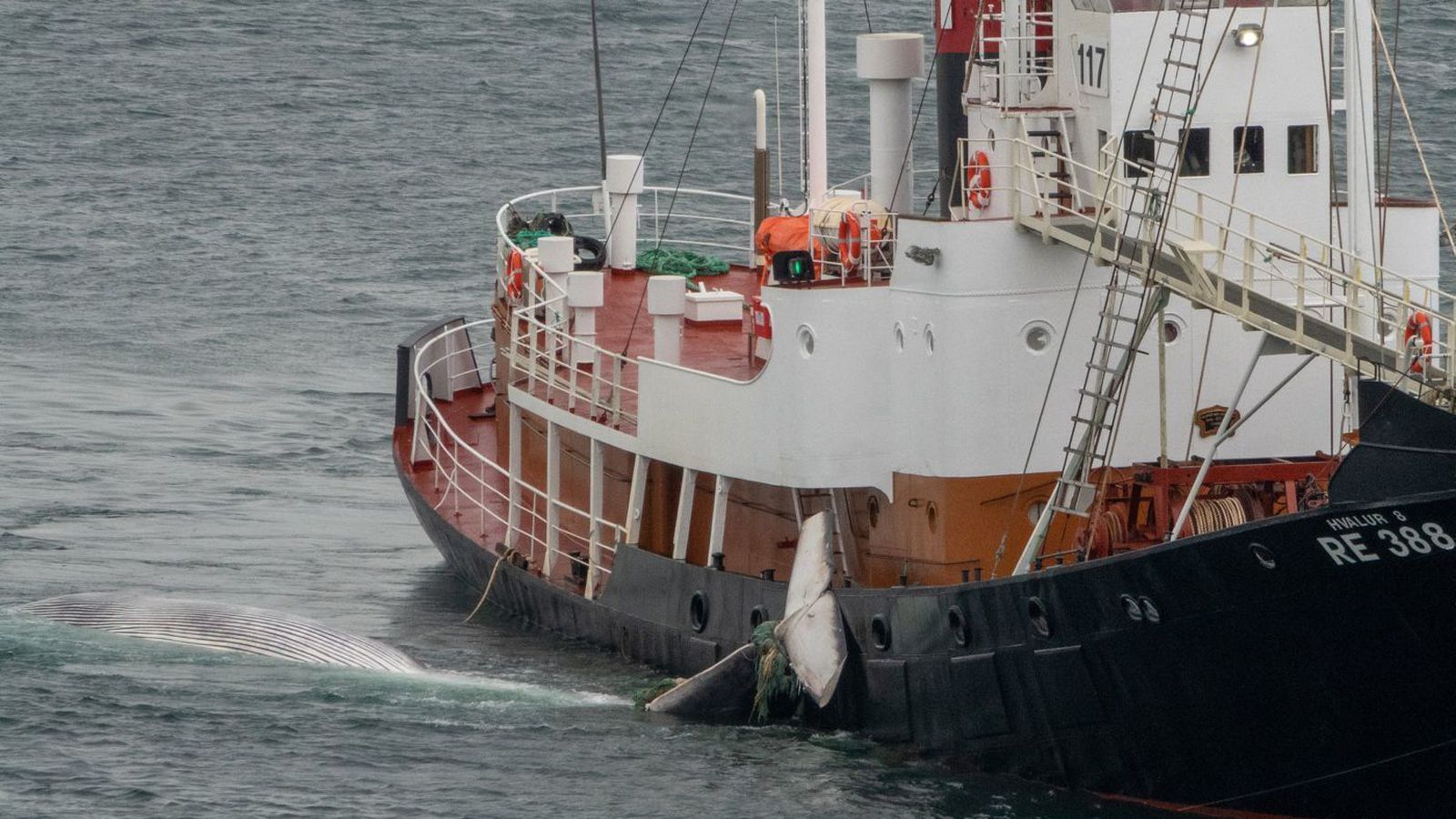 Hvalur 8 og Hvalur 9 báðir á landleið með nýveidda hvali - Vísir