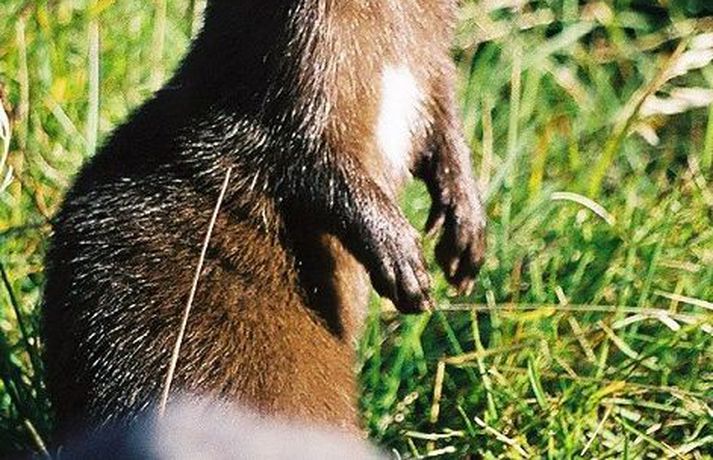 Íslenskur minkur étur meiri fisk - Vísir