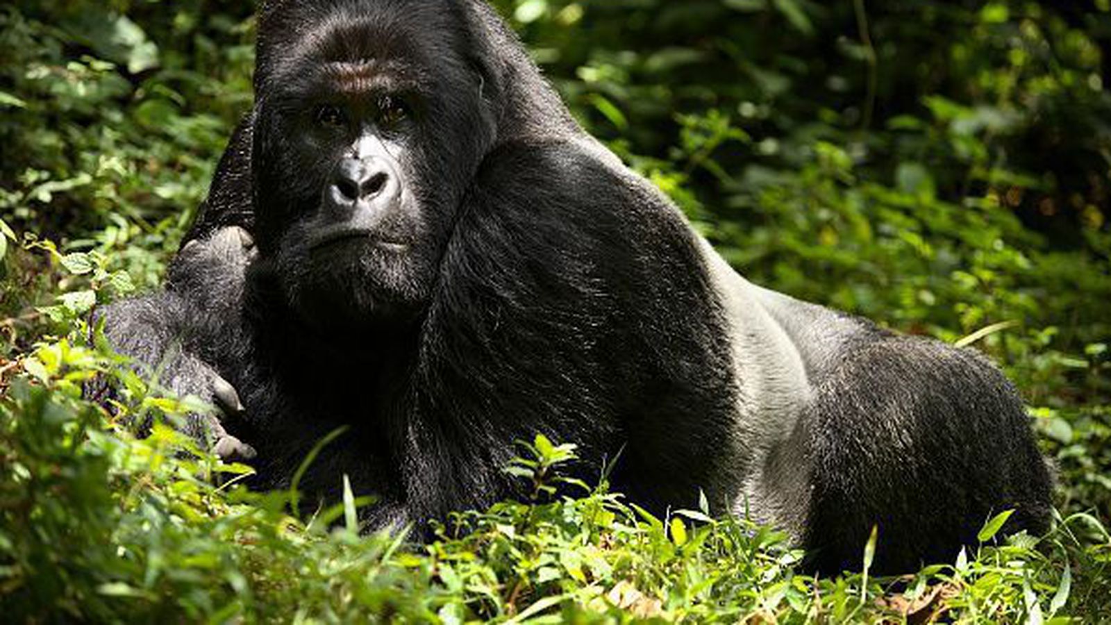 Veiðiþjófur í ellefu ára fangelsi vegna górilludráps - Vísir