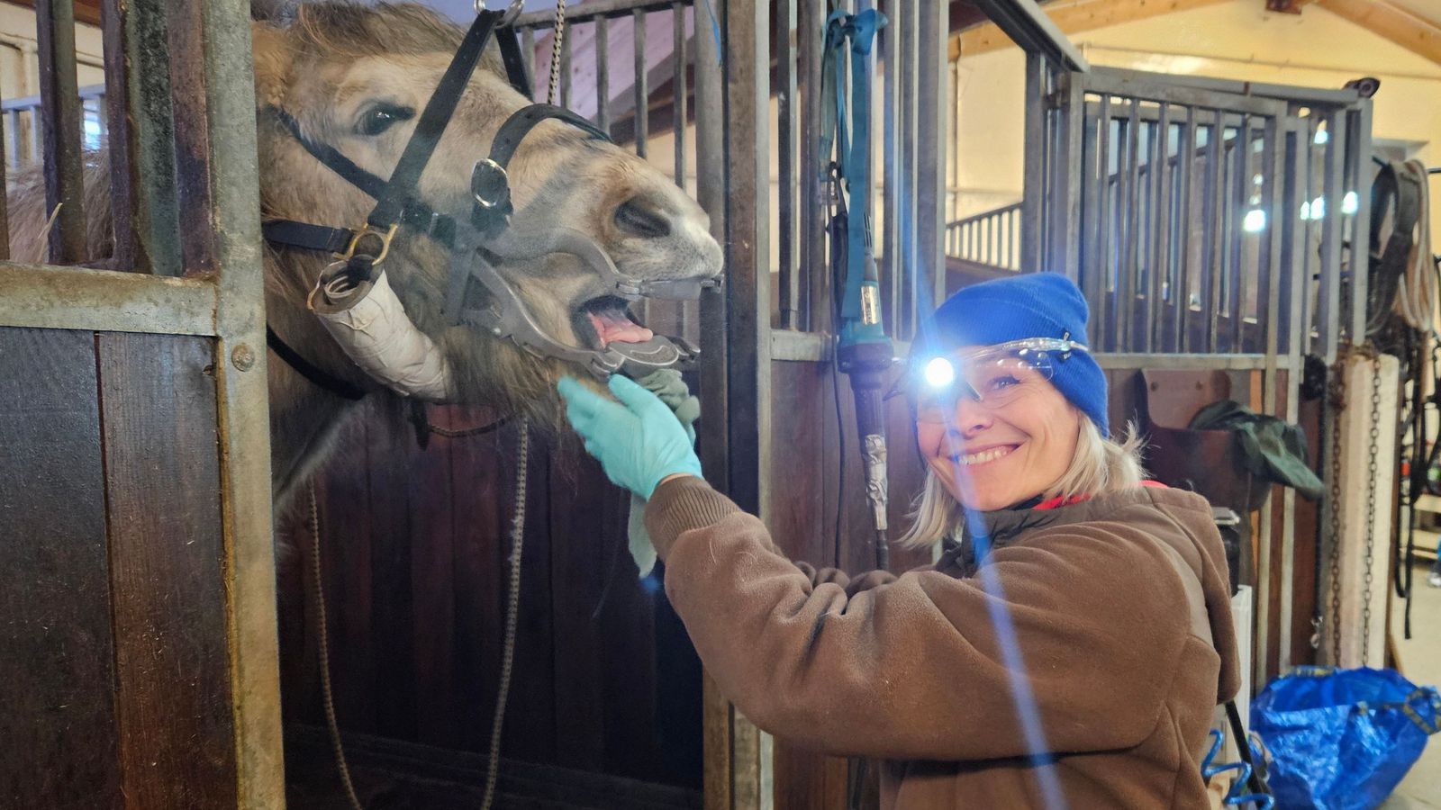 Hestar eru með 36 til 44 tennur - Vísir
