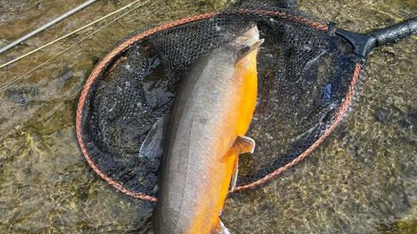 60 sm bleikja veiddist við Efri Brú - Vísir