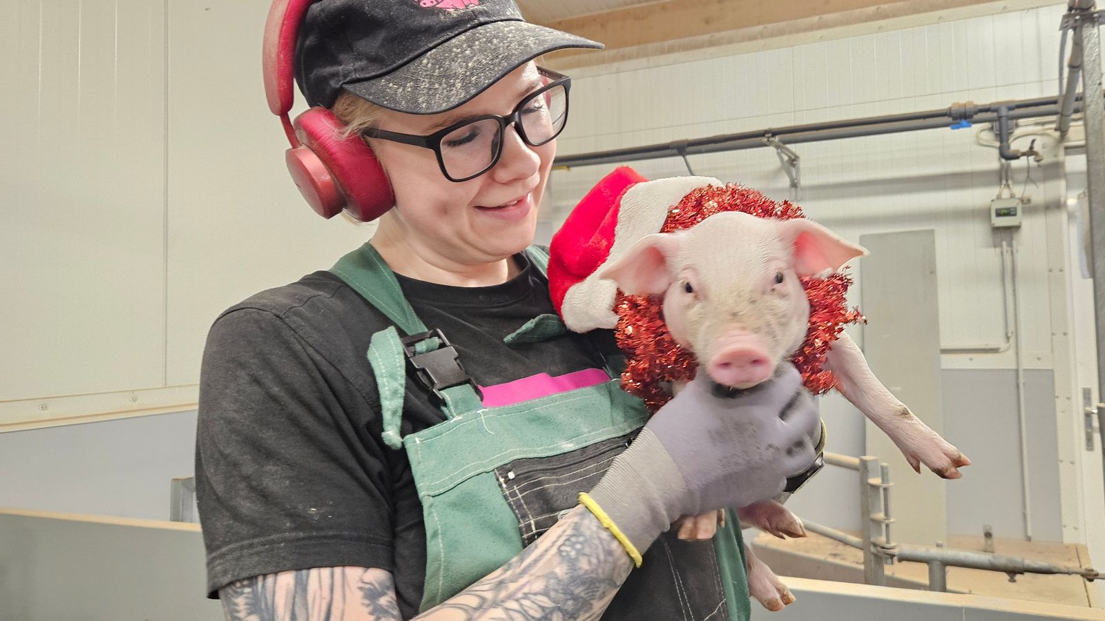 Svín með jólasveinahúfu og jóla­skraut - Vísir