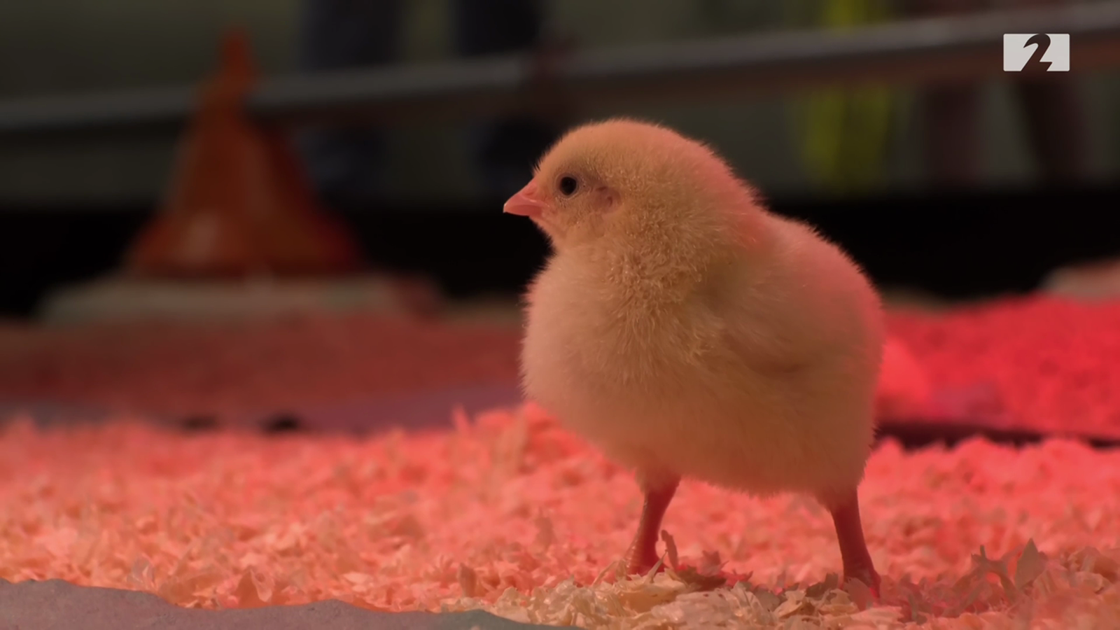 Með 40 þúsund kjúklinga í ræktun - Sjónvarp - Vísir