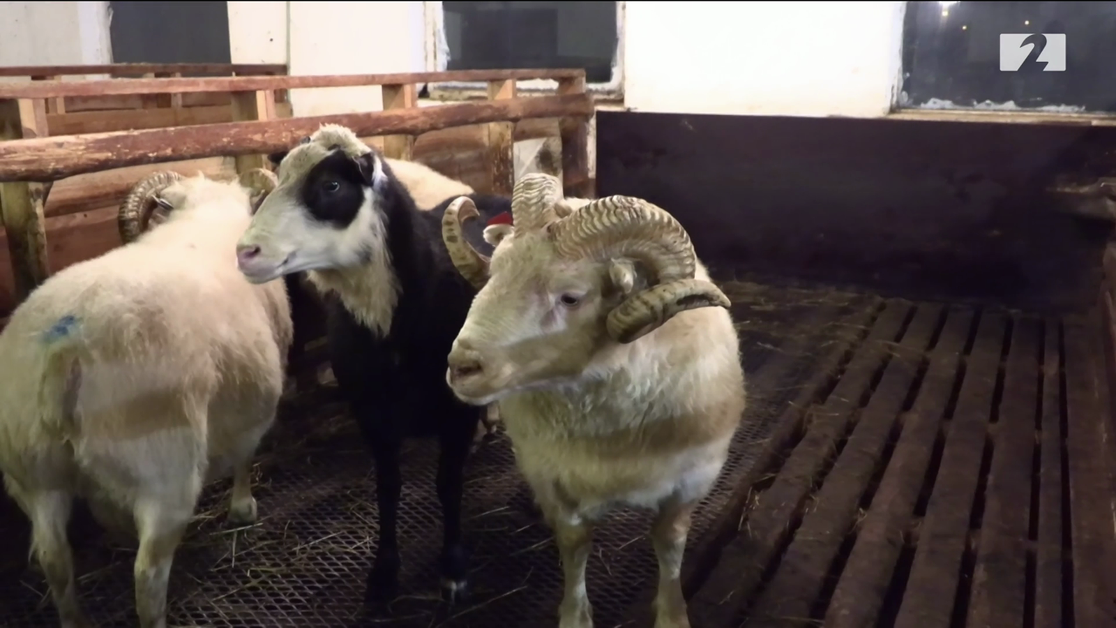 Steindi, Elliði og Bárður eru í Hrútaskránni - Sjónvarp - Vísir