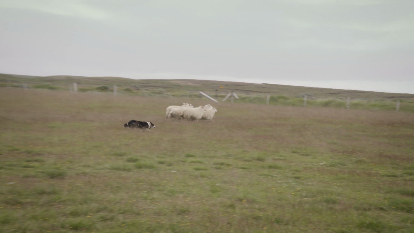 Hundarnir okkar - Góðir smalahundar og gelt við gestagang - Sjónvarp ...