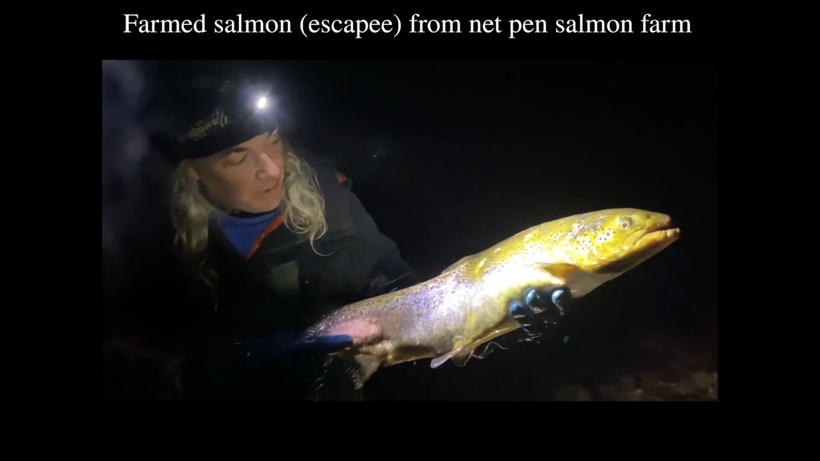 Eldislax í Fífustaðadalsá - myndband frá Jóhannesi Sturlaugssyni ...