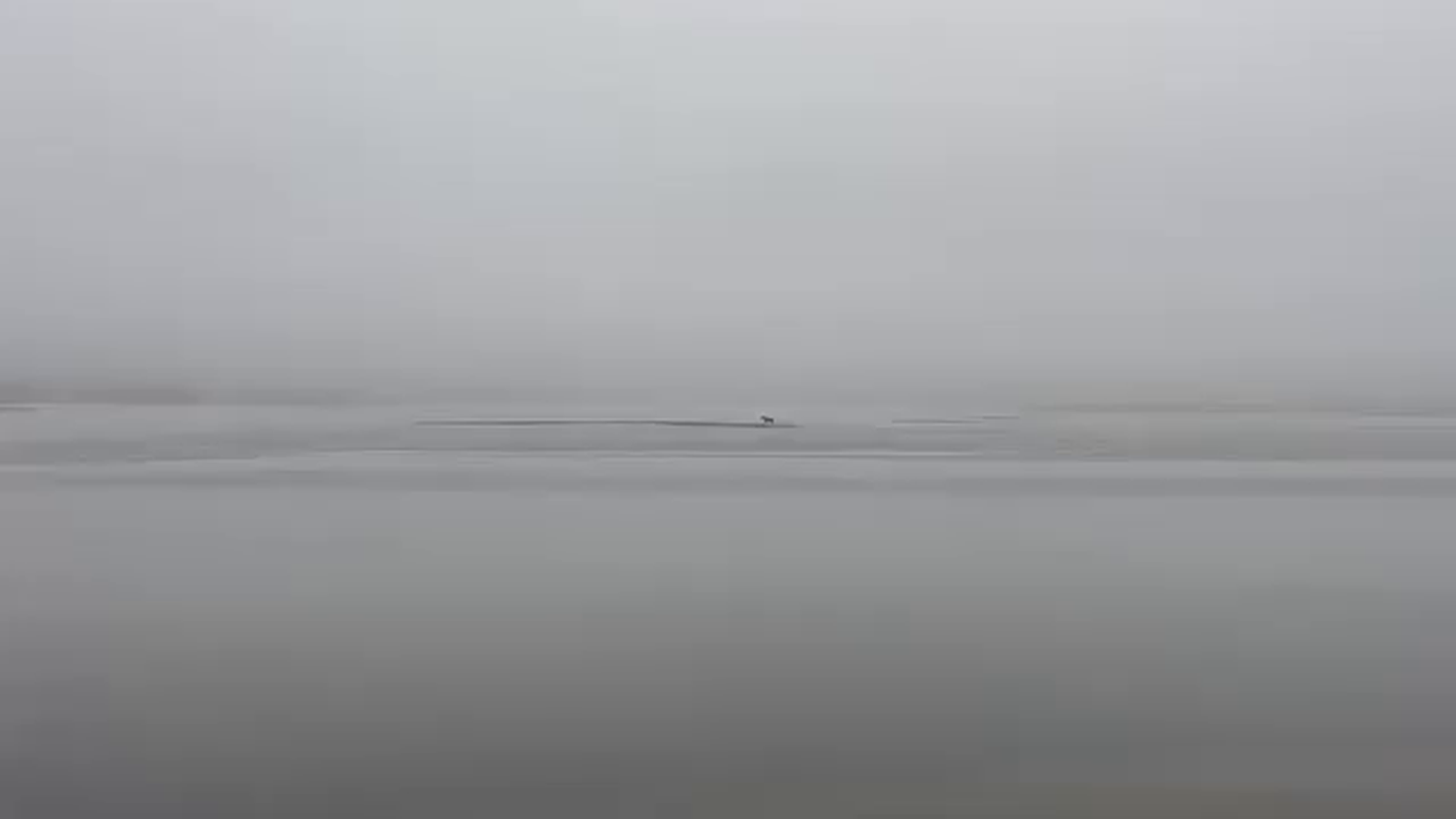 Björgunarsveitin Skagfirðingasveit bjargar hesti - Sjónvarp - Vísir