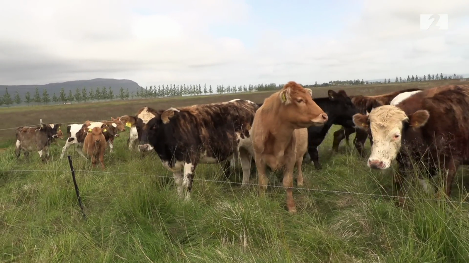 Aron Can og Erpur saman á sveitabæ - Sjónvarp - Vísir