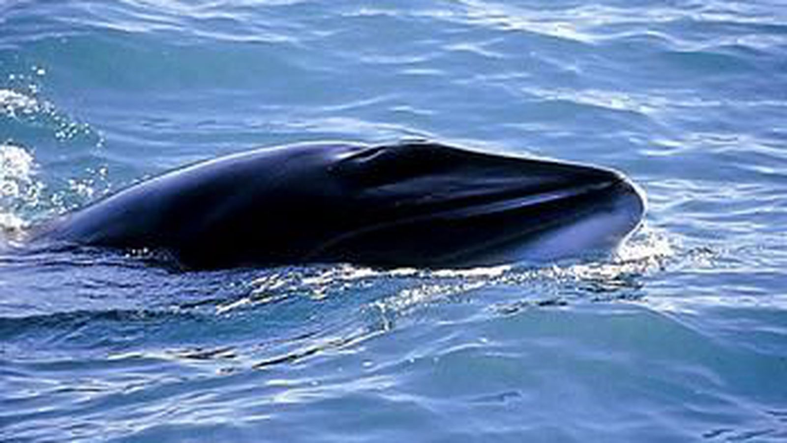 RS - Hvalir syngja til að ganga í augun á hinu kyninu. - Útvarp - Vísir