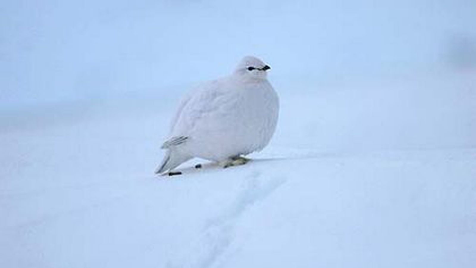 RS - Minkur og refur að éta upp rjúpuna. - Útvarp - Vísir