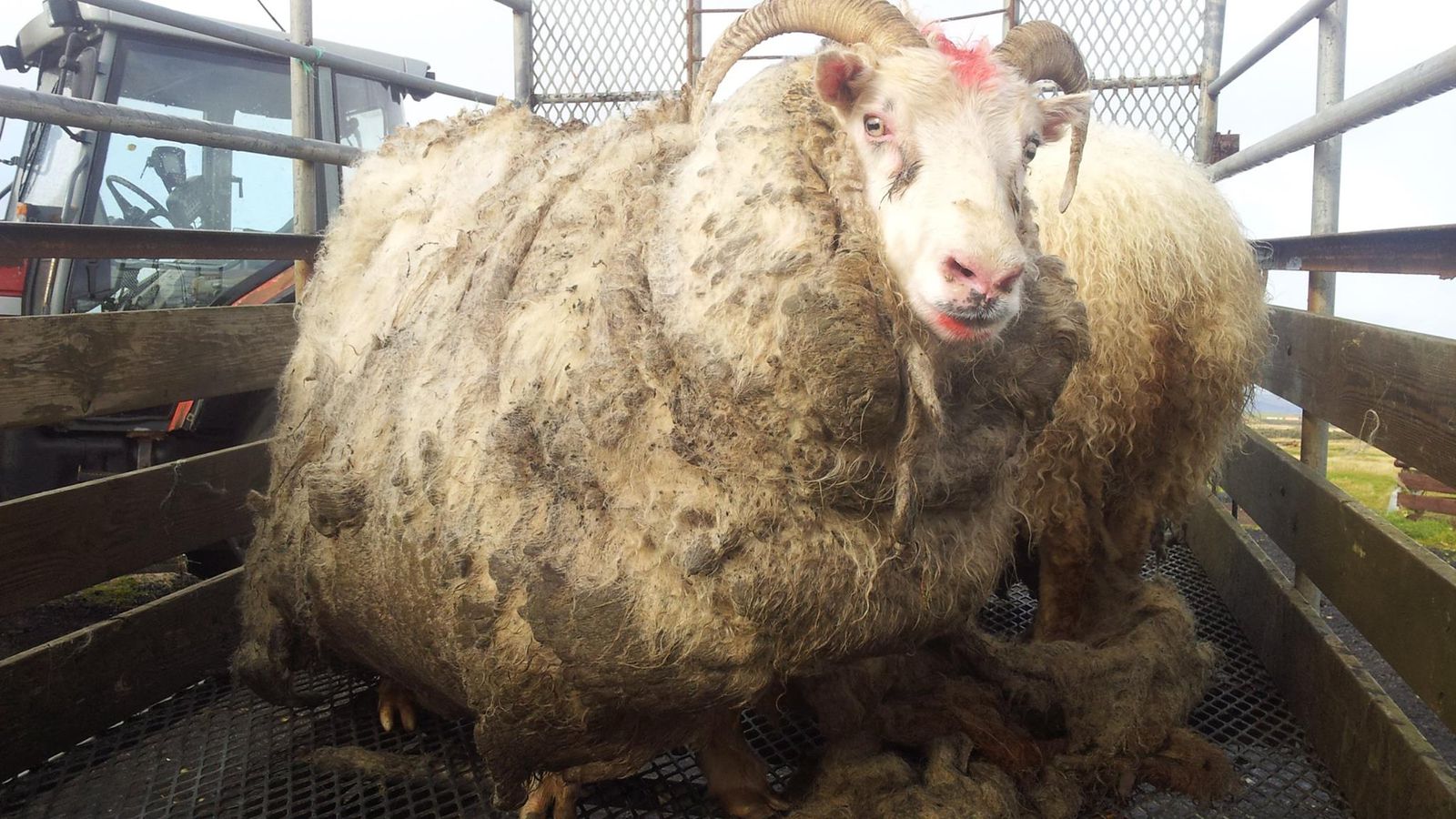 Bítið - Kindur skiluðu sér af afrétti eftir 3 ára fjarveru - Útvarp - Vísir