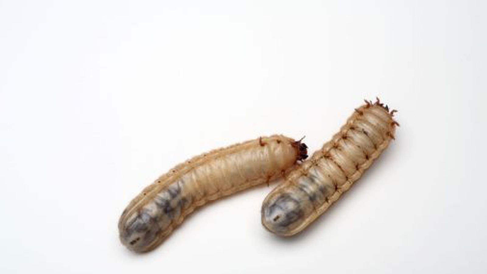 Fluga verpti eggi í heila manns og bjargaði lífi hans - Útvarp - Vísir